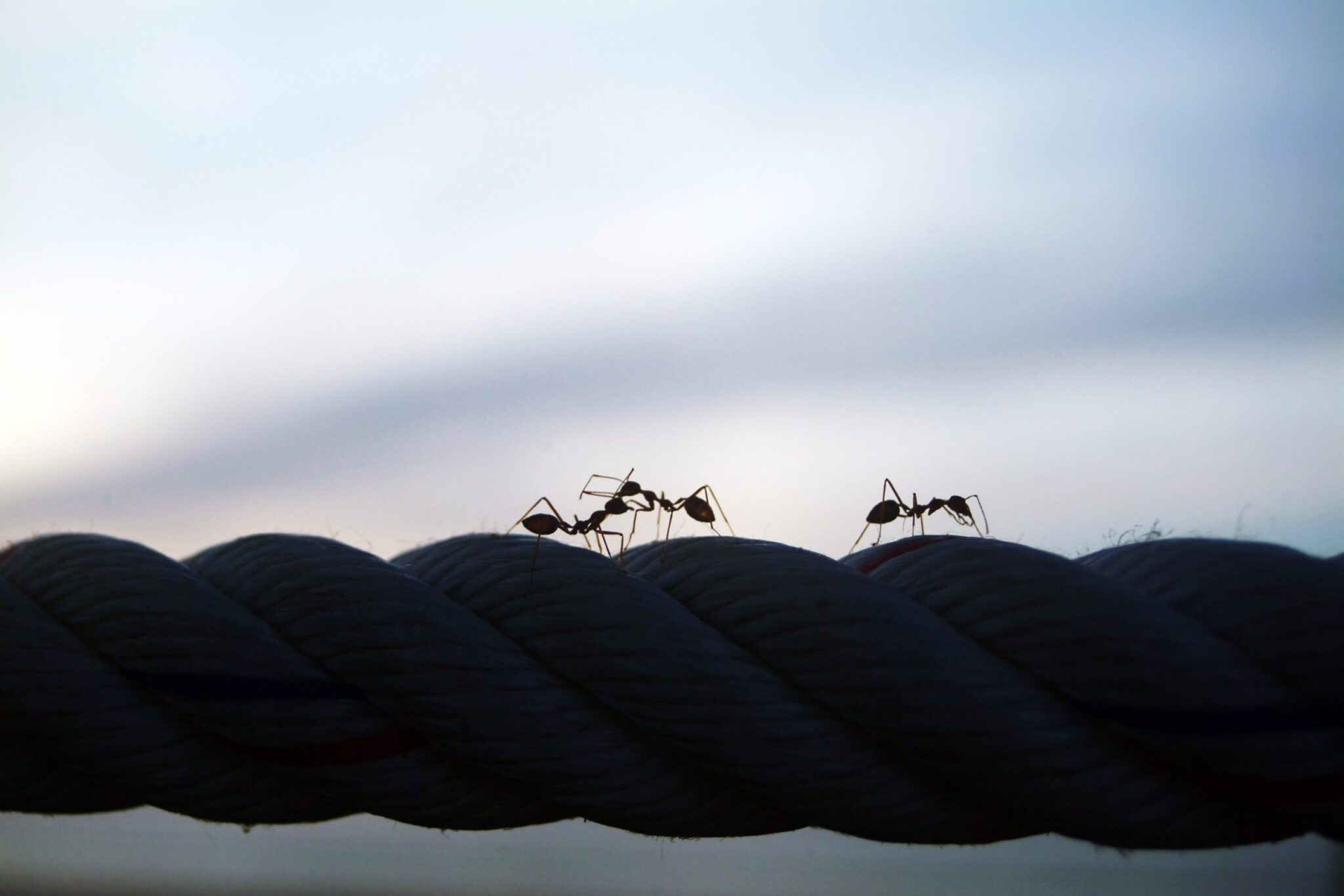 Preventing Ants in the Workplace - Accurate Termite and Pest Control