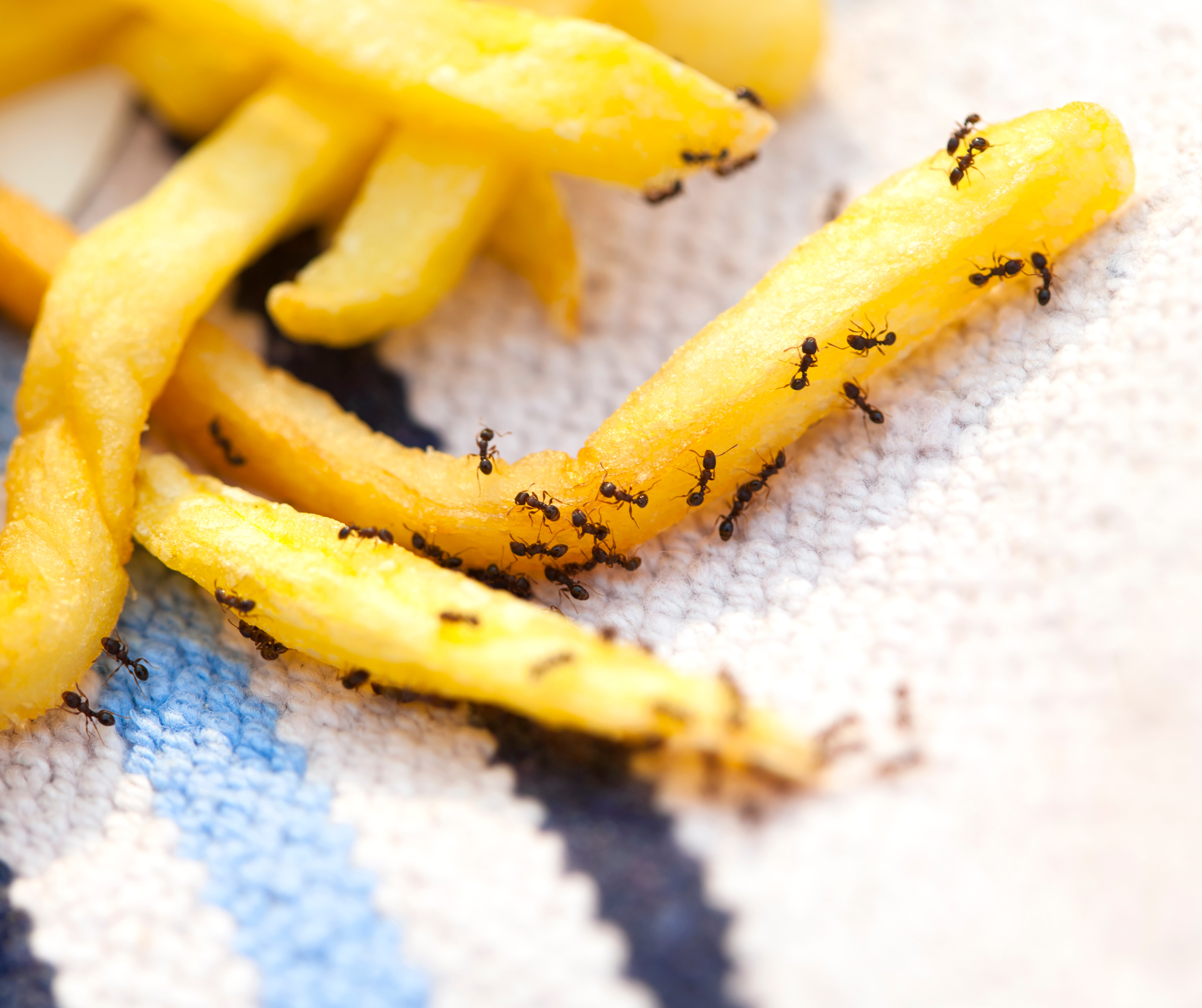 Ants in Commercial Spaces and the Importance of Pest Control - Accurate ...